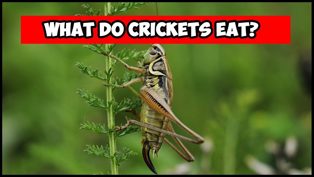 What Do Crickets Eat for Best and Optimal Health?2025